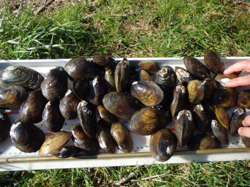 Freshwater Mussel Surveys | Environmental Scientist | T&E Species | Mid ...