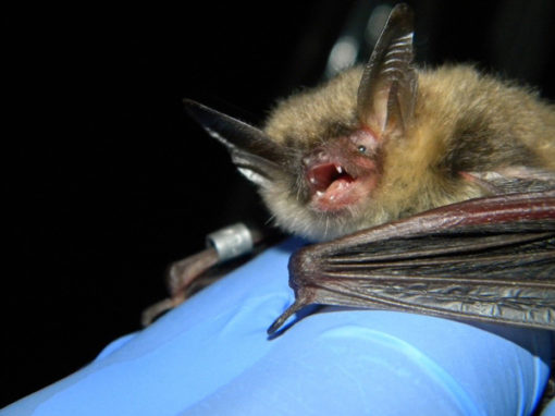 project-1_banded-NLEB-rs - AllStar Ecology