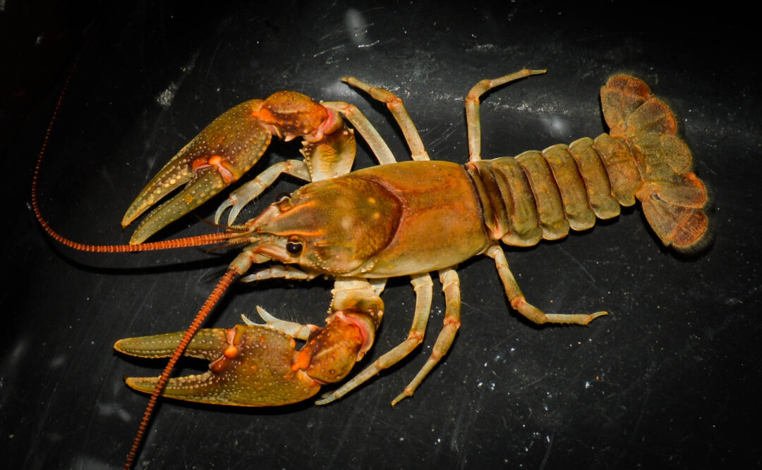 Surveying for Threatened & Endangered Crayfish of the Southern ...