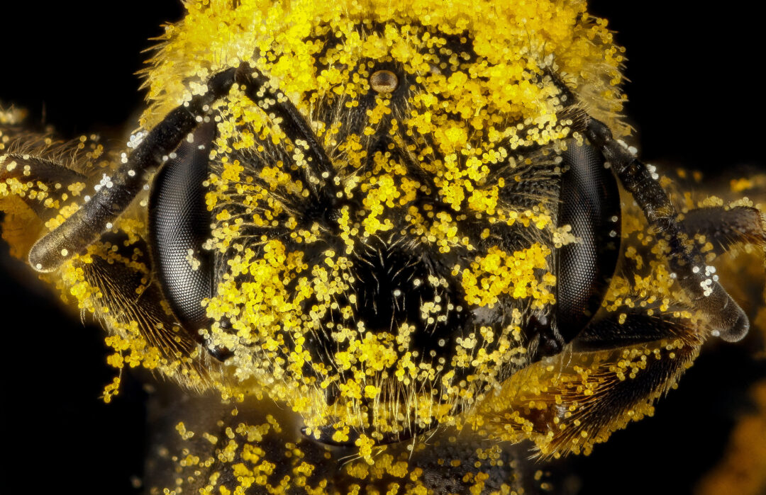 Pollinator Conservation: West Virginia's Native Bees - AllStar Ecology