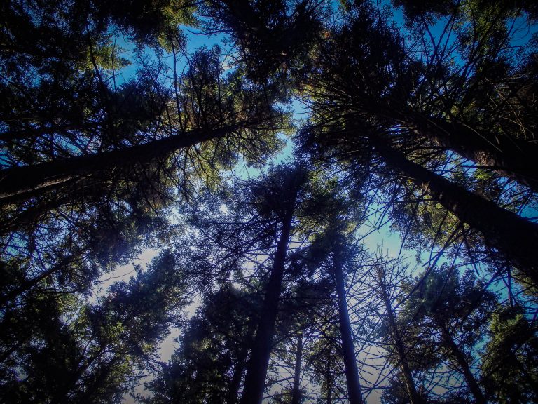 Timber Stand Improvement for Red Spruce Trees - AllStar Ecology