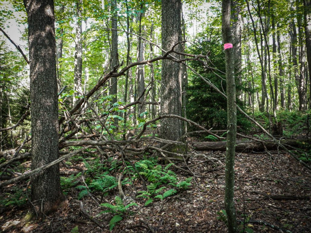 Timber Stand Improvement for Red Spruce Trees - AllStar Ecology